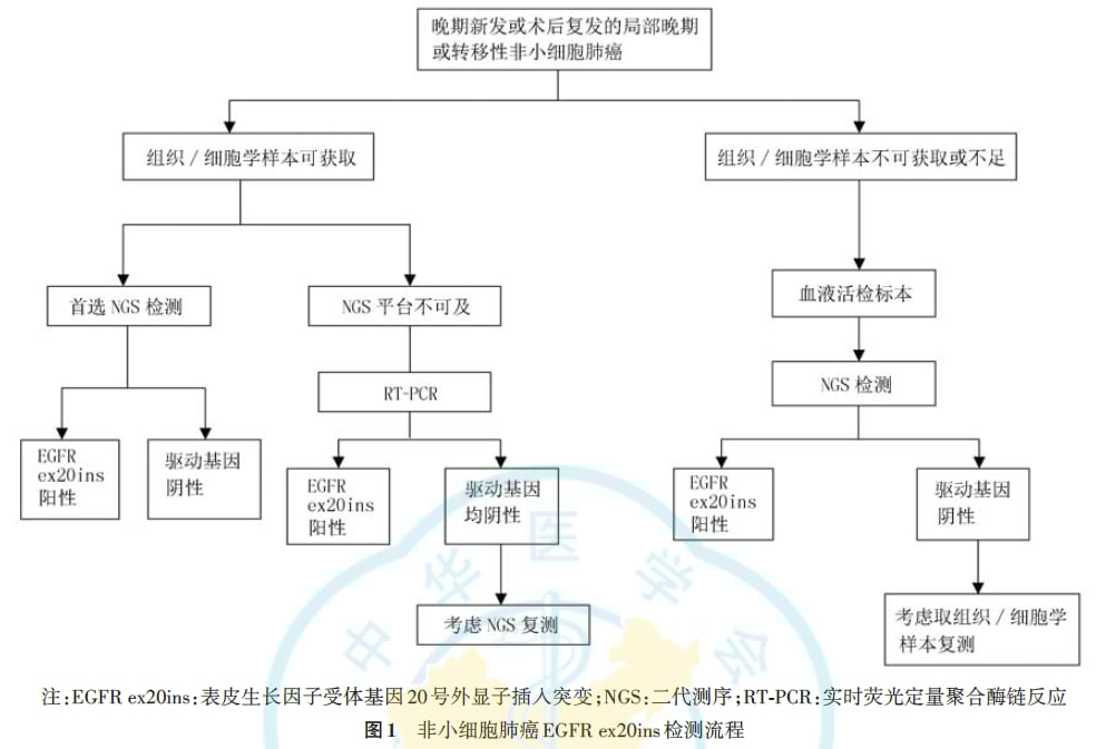 肺癌EGFR PACC与ex20ins突变怎么办？最新靶向药物与治疗策略解读 - MedFind