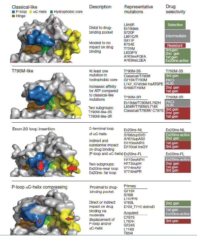 肺癌EGFR PACC与ex20ins突变怎么办？最新靶向药物与治疗策略解读 - MedFind