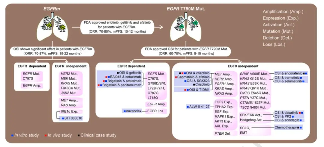 肺癌EGFR突变患者如何用药？用药后耐药该怎么办？ - MedFind