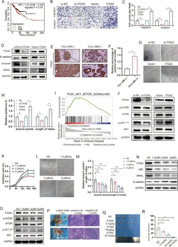 ITGA2抑制剂E7820：靶向AKT/mTOR通路，有望抑制宫颈癌淋巴结转移 - MedFind
