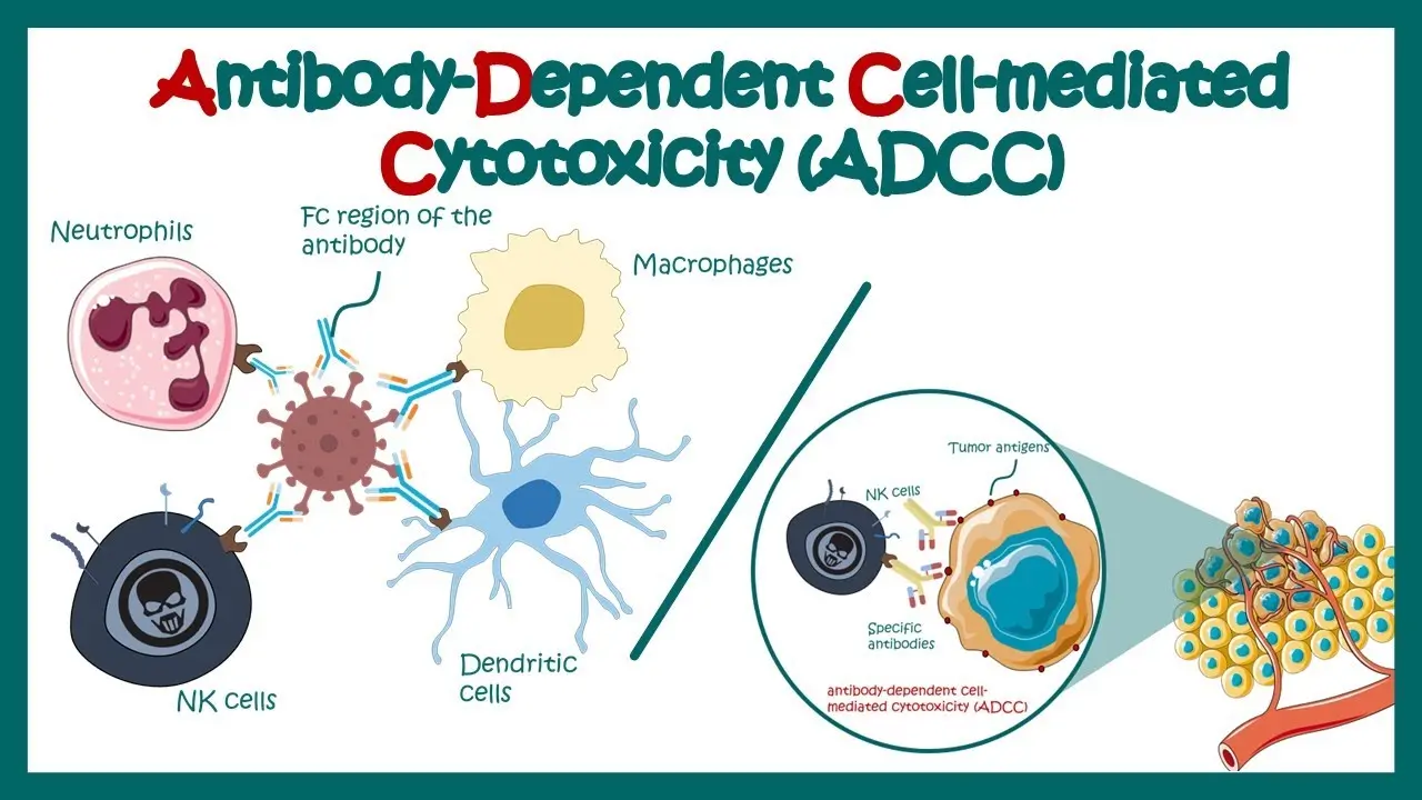 揭秘ADCC：CD16a如何激活NK细胞杀死癌细胞？靶向免疫疗法新策略 - MedFind