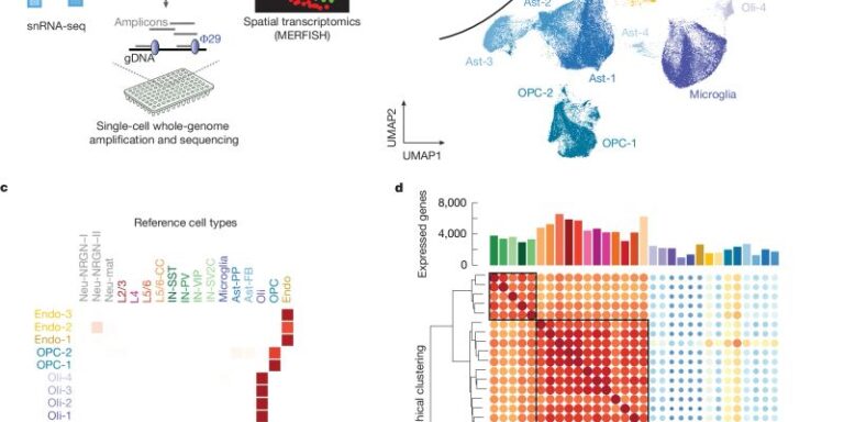 BGB-16673临床数据公布：治疗复发性CLL/SLL总缓解率超93% - MedFind