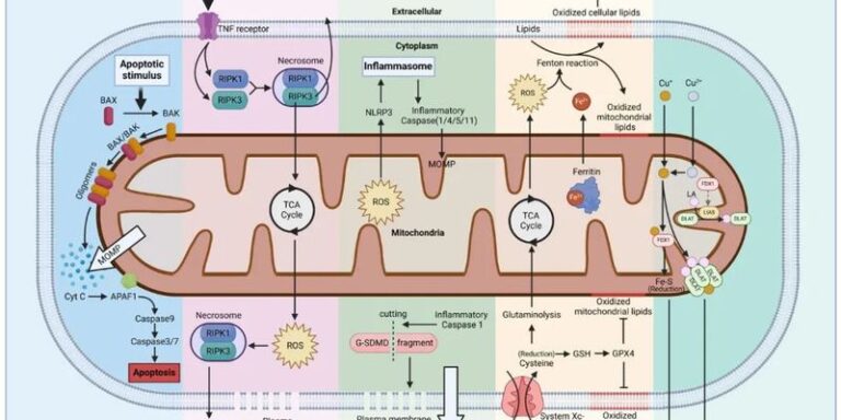 非小细胞肺癌c-MET靶向新药Telisotuzumab Vedotin (Emrelis) 获FDA加速批准 - MedFind