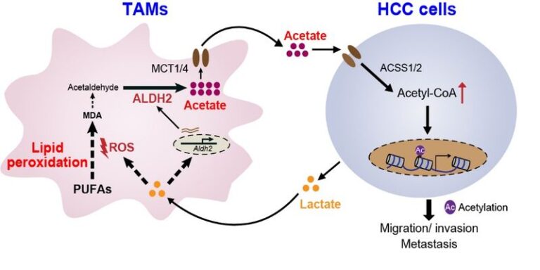 Vepdegestrant（维普地格司特）靶向药：ESR1突变晚期乳腺癌治疗新突破 - MedFind