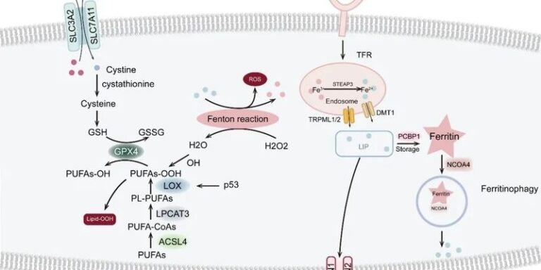 缓解率62%！双抗新药IMM2510一线治疗晚期非小细胞肺癌数据公布 - MedFind